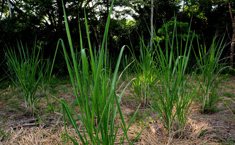 Plantas medicinais são produzidas em sistemas agroflorestais no ...