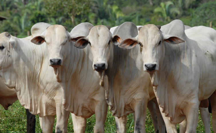 Workshop em Paraíso traz capacitação sobre genética e reprodução para ...
