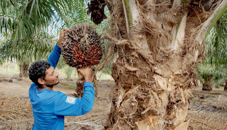 Produtividade do dendezeiro tem bons resultados no TO