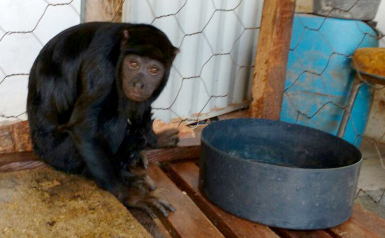 Naturatins de Tocantinópolis resgata macaca ameaçada de extinção
