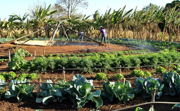 Encontro mostra às mulheres rurais como organizar um quintal de ...