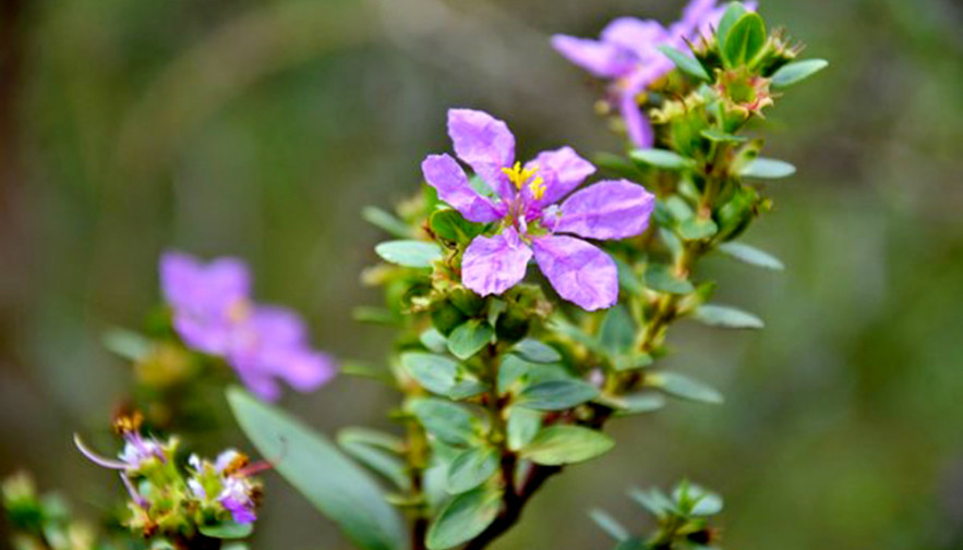 Dia Nacional do Cerrado lembra importância do segundo maior bioma da ...