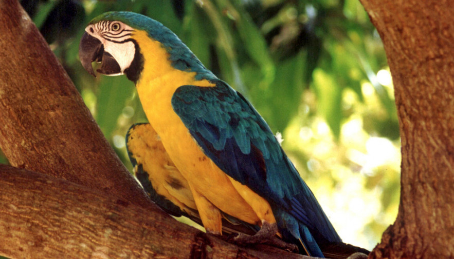 Arara é símbolo natural do Tocantins e encanta moradores da Capital