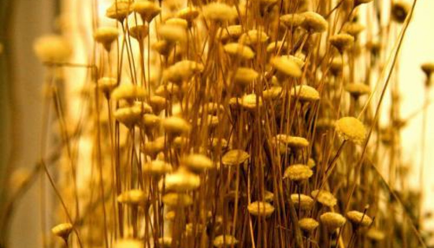 Capim Dourado terá exposição no Centro Nacional do Folclore e Cultura ...