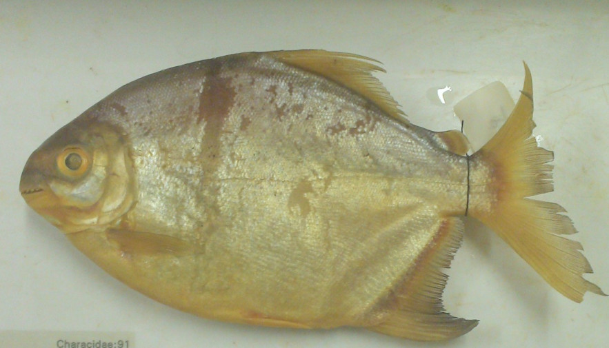 Naturatins alerta para a importância de respeitar o período de ...