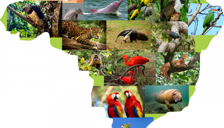 2º Congresso Brasileiro de Biodiversidade e Biotecnologia da Amazônia