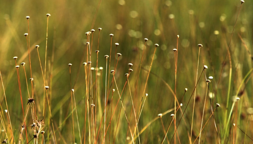 Festa da Colheita do capim-dourado inicia nesta sexta-feira