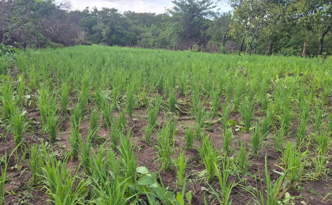Extensão Rural na Prática: a experiência de quem vive o campo e ...