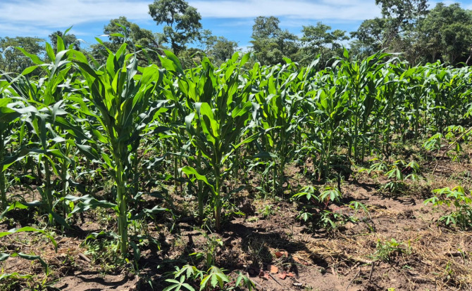 Extensão Rural na Prática: a experiência de quem vive o campo e ...