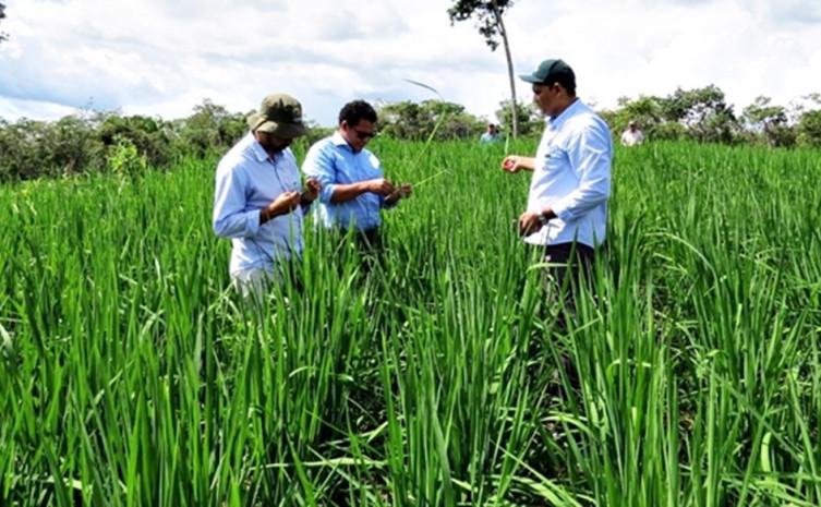 Com assistência técnica e extensão rural o campo se desenvolve
